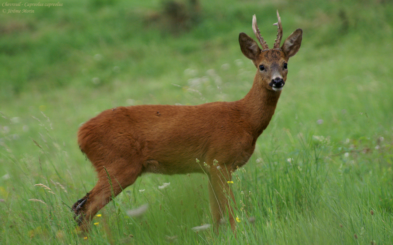 Photographies oiseaux, animaux, insectes, images, galerie photo des ...