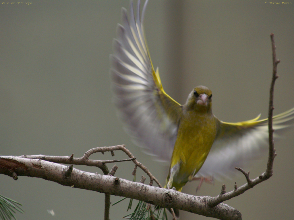 Verdier d'Europe, Male et Femelle. Photographies, jerome morin ...